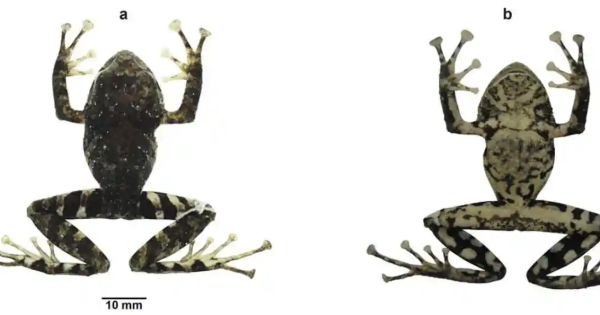 Led Zeppelin: scoperta una uova specie di rana battezzata ‘Pristimantis ledzeppelin’ in onore ...